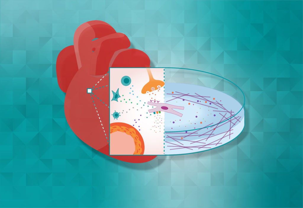 Defining Cell Culture Conditions To Drive Cell Identity And Scalability